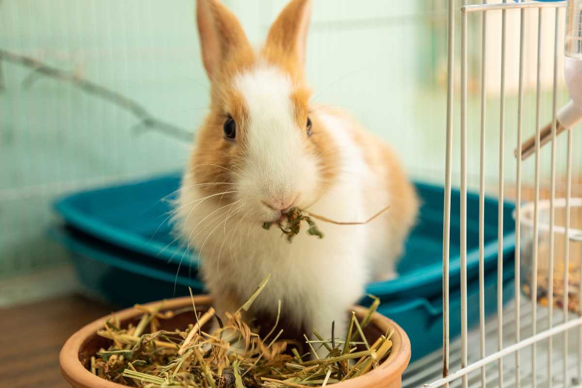 Bunny Besties: How to Get Your Rabbit to Like You – Urbaki Pets