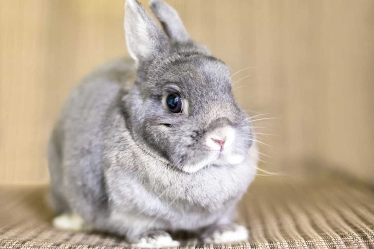 Bunny Besties: How to Get Your Rabbit to Like You – Urbaki Pets