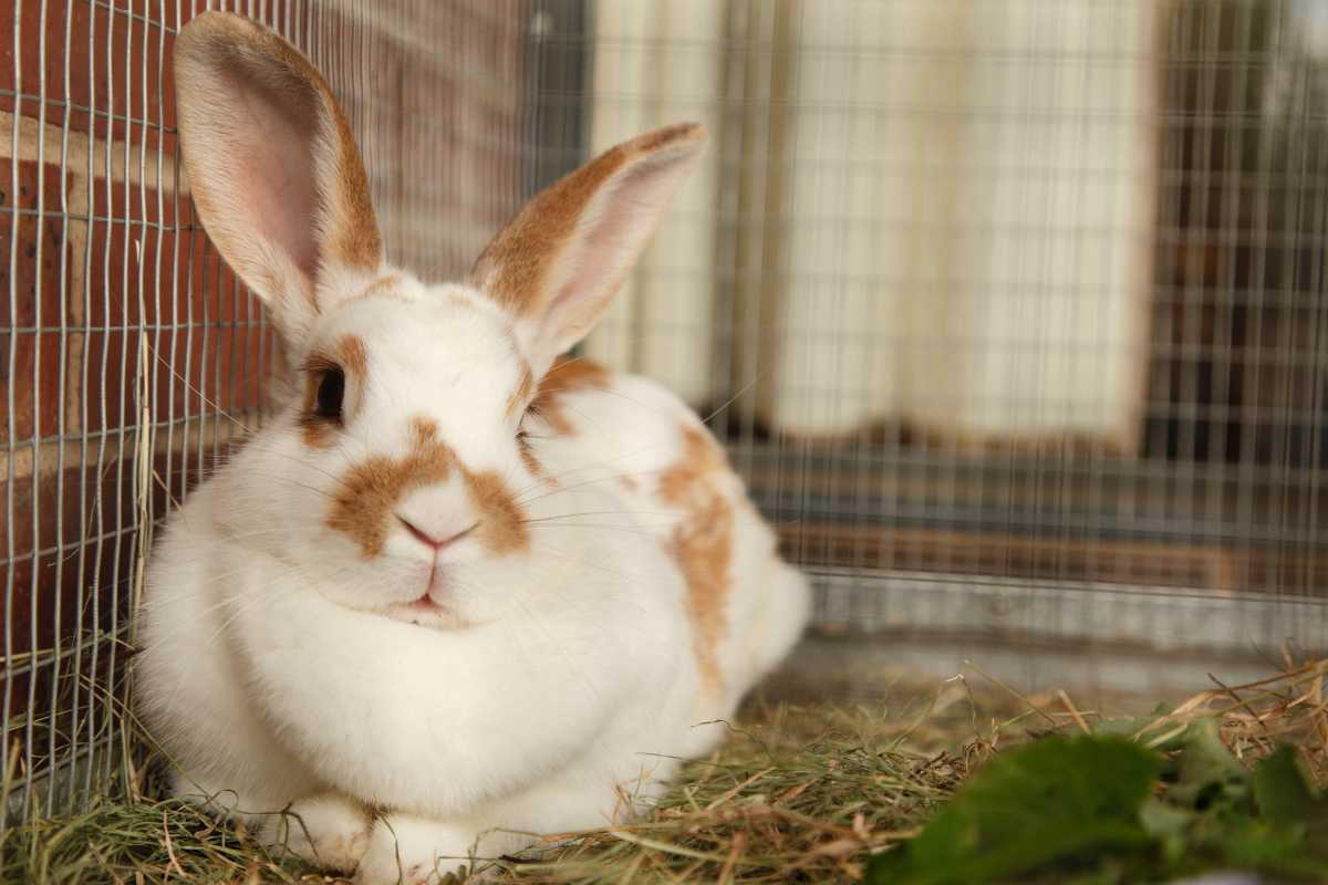 Bunny Besties: How to Get Your Rabbit to Like You – Urbaki Pets