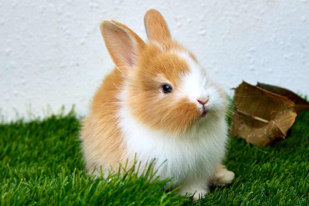 Bunny Delights: What Rabbits Love to Do – Urbaki Pets