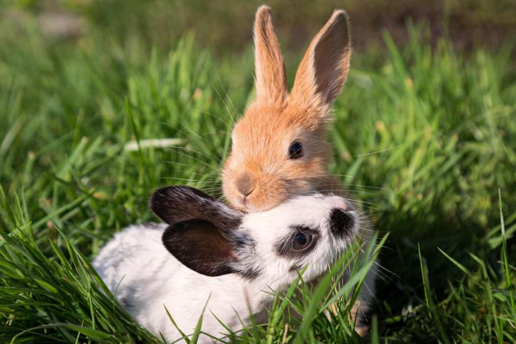 Bunny Delights: What Rabbits Love to Do – Urbaki Pets