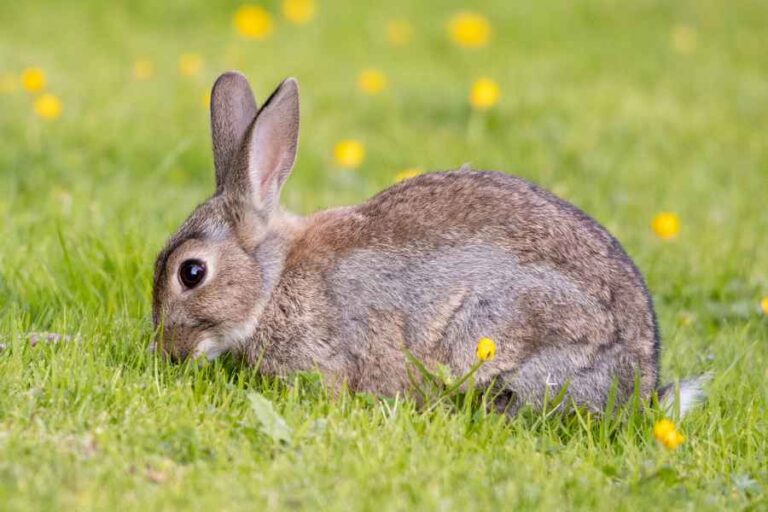 Rabbit Care 101: Your Daily Guide – Urbaki Pets