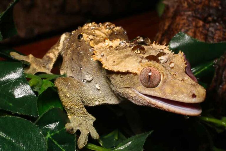 Gecko Whisperer: 5 Tips to Win Your Crested Gecko’s Heart – Urbaki Pets