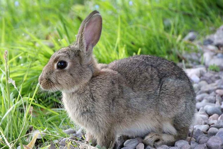 Why do Rabbits Sneeze and How to Help Them? – Urbaki Pets