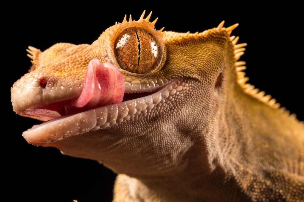 Gecko Whisperer: 5 Tips to Win Your Crested Gecko’s Heart – Urbaki Pets