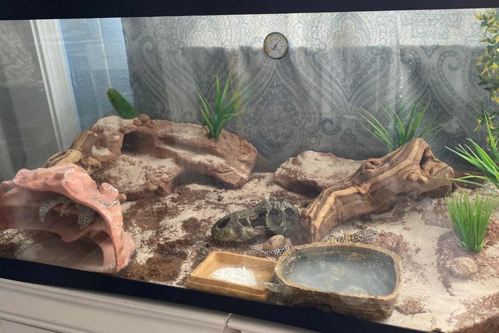 Gecko Whisperer: 5 Tips to Win Your Crested Gecko’s Heart – Urbaki Pets