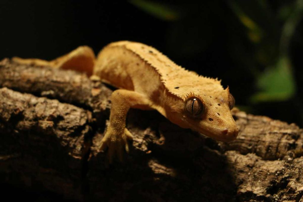 Gecko Whisperer: 5 Tips to Win Your Crested Gecko’s Heart – Urbaki Pets