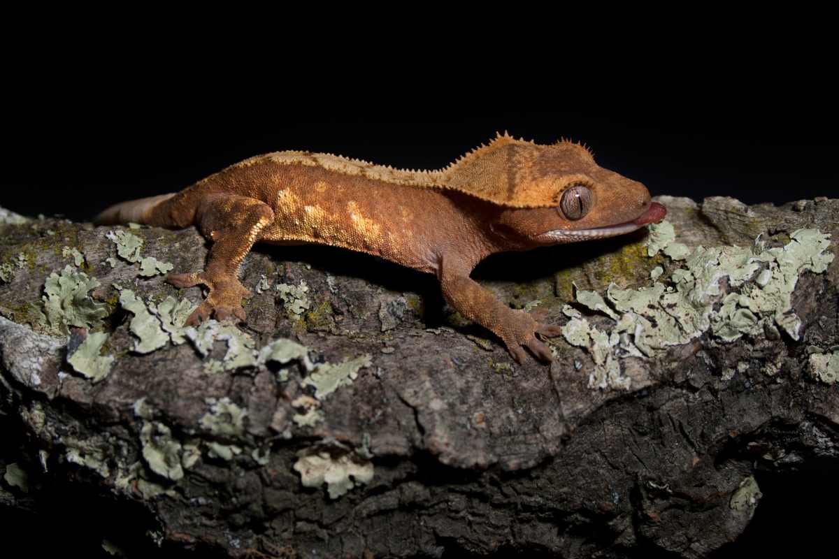 Gecko Whisperer: 5 Tips to Win Your Crested Gecko’s Heart – Urbaki Pets