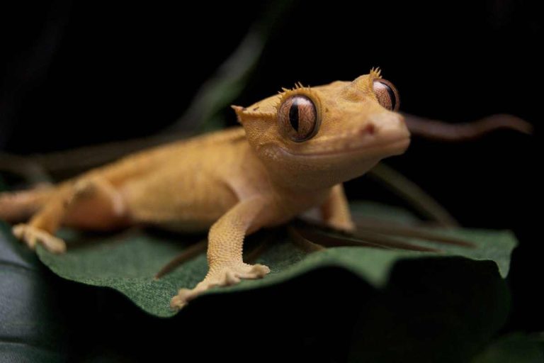 Gecko Whisperer: 5 Tips to Win Your Crested Gecko’s Heart – Urbaki Pets