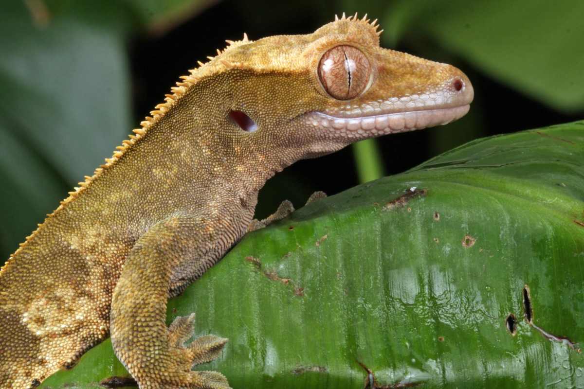 Gecko Whisperer: 5 Tips to Win Your Crested Gecko’s Heart – Urbaki Pets