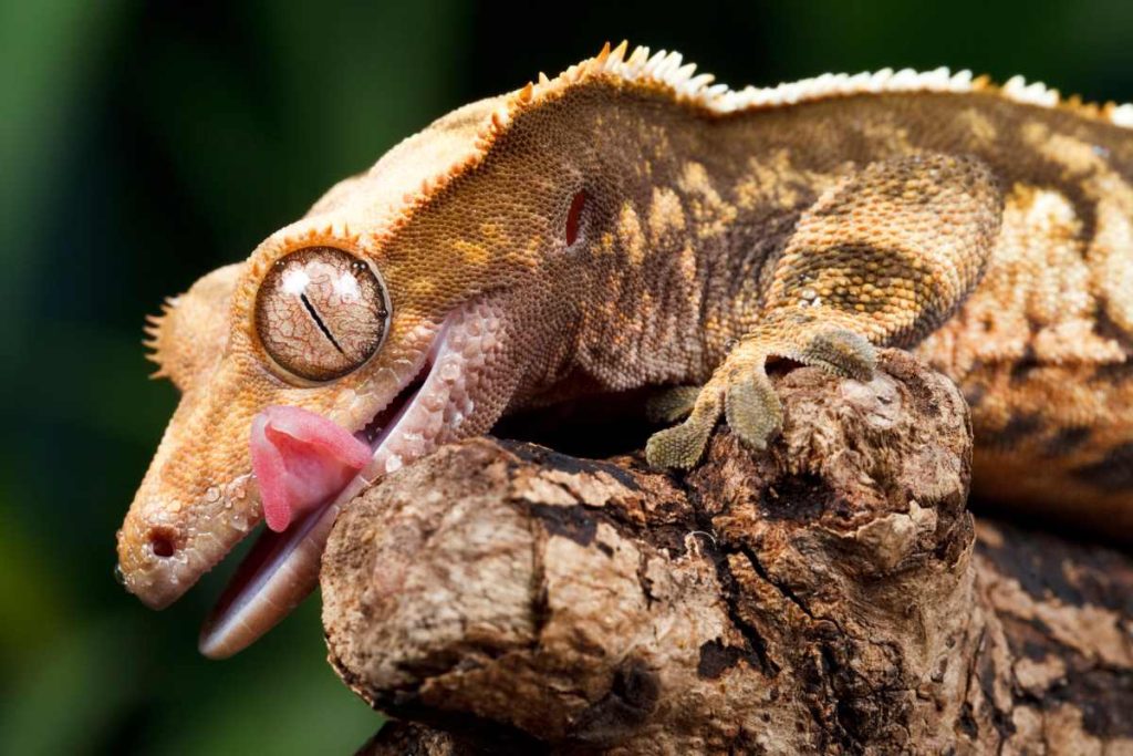 Gecko Whisperer: 5 Tips to Win Your Crested Gecko’s Heart – Urbaki Pets