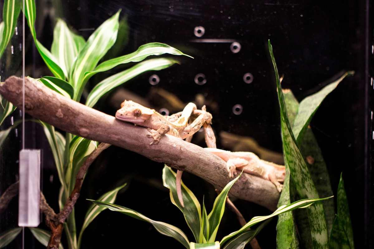 Gecko Whisperer: 5 Tips to Win Your Crested Gecko’s Heart – Urbaki Pets
