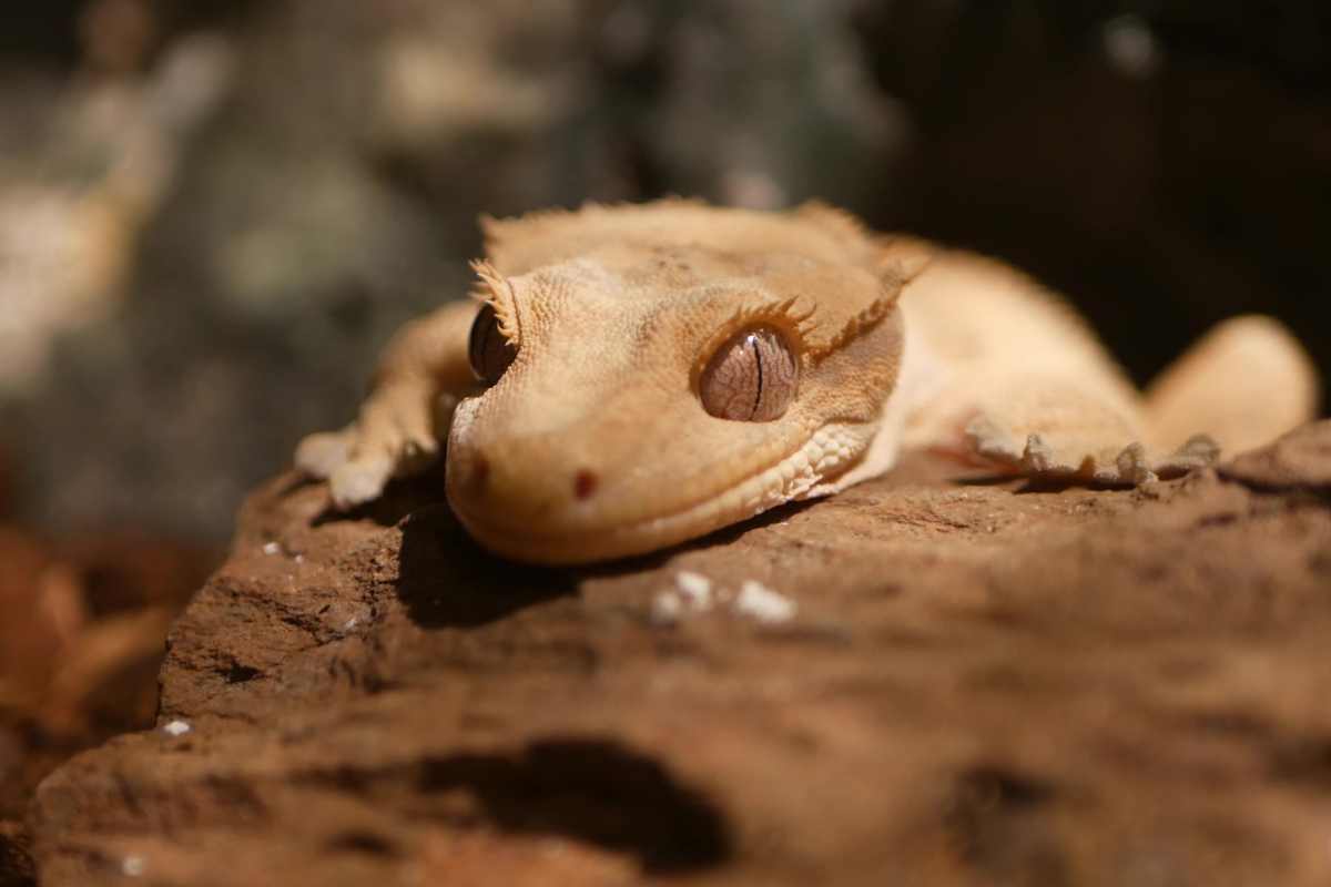 Gecko Whisperer: 5 Tips to Win Your Crested Gecko’s Heart – Urbaki Pets