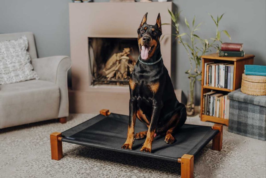 Hacking Life with Your Pup: Genius Tips for Dog Owners – Urbaki Pets