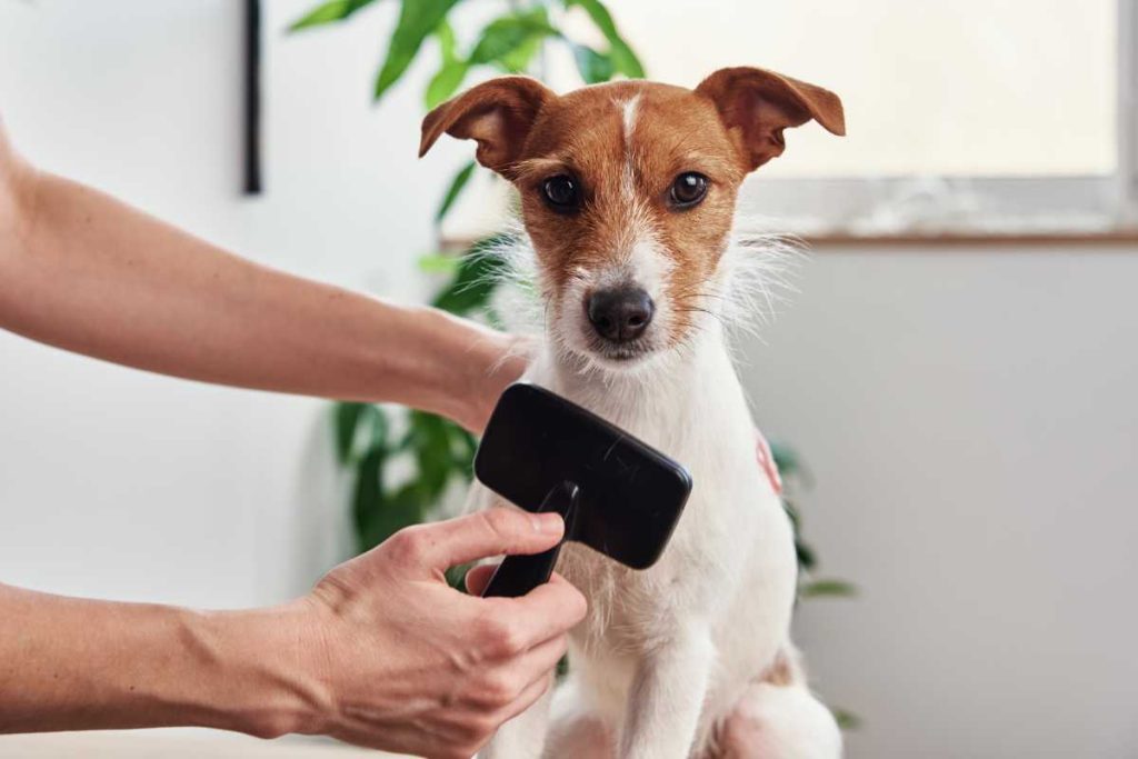 Hacking Life with Your Pup: Genius Tips for Dog Owners – Urbaki Pets