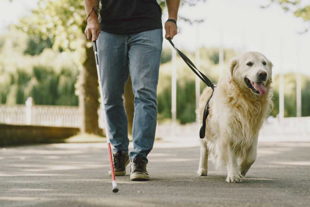 Hacking Life with Your Pup: Genius Tips for Dog Owners – Urbaki Pets