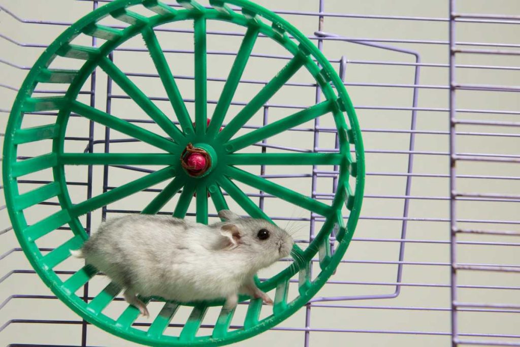 Hamster Must-Haves: Your Complete Guide – Urbaki Pets