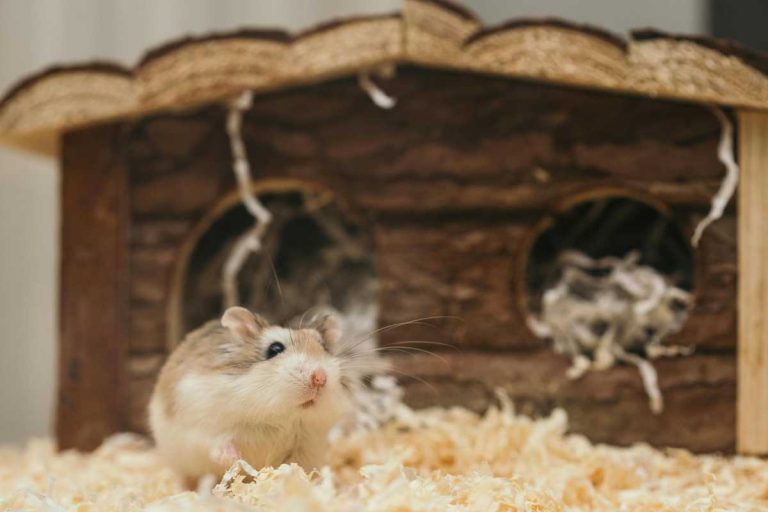 Hamster Must-Haves: Your Complete Guide – Urbaki Pets