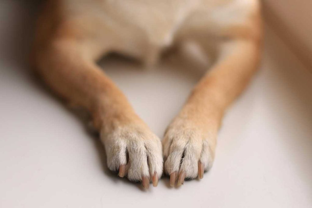 Handle With Care: Essential Body Handling Techniques for Your Dog ...