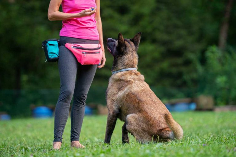 Handle With Care: Essential Body Handling Techniques for Your Dog ...
