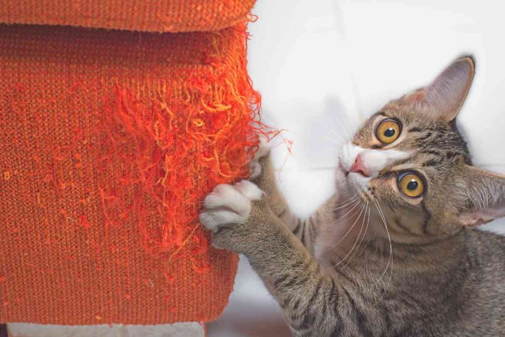 Happy Cats, Happy Life: Life Hacks for Cat Owners – Urbaki Pets