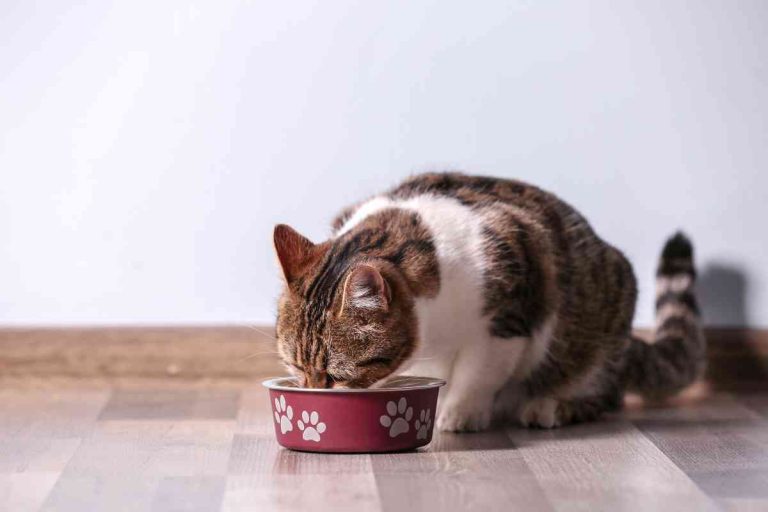 Happy Cats, Happy Life: Life Hacks for Cat Owners – Urbaki Pets