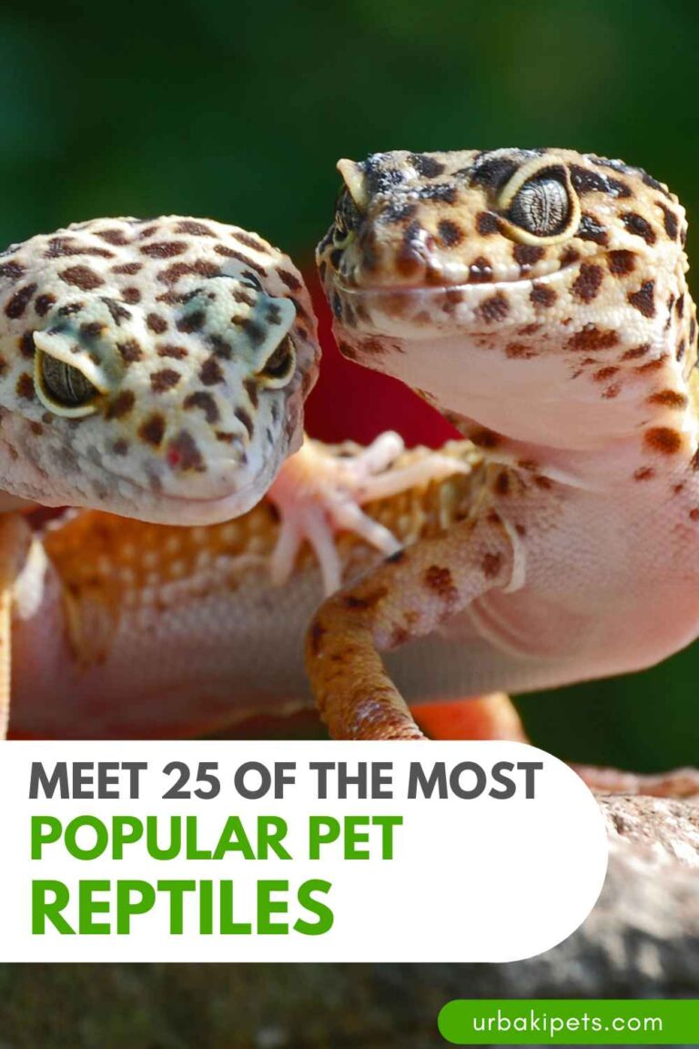 The Reptilian Revolution: Meet 25 of the Most Popular Pet Reptiles ...