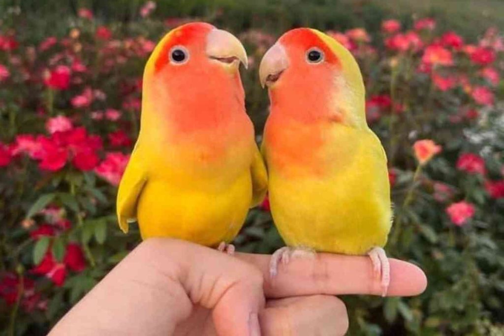 How to Play with a Lovebird? – Urbaki Pets