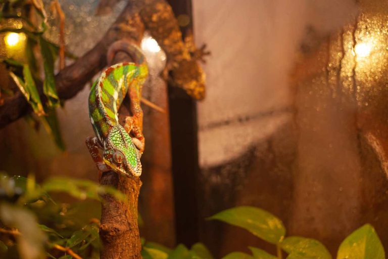 Mastering the Art of Chameleon Care: 6 Expert Tips – Urbaki Pets
