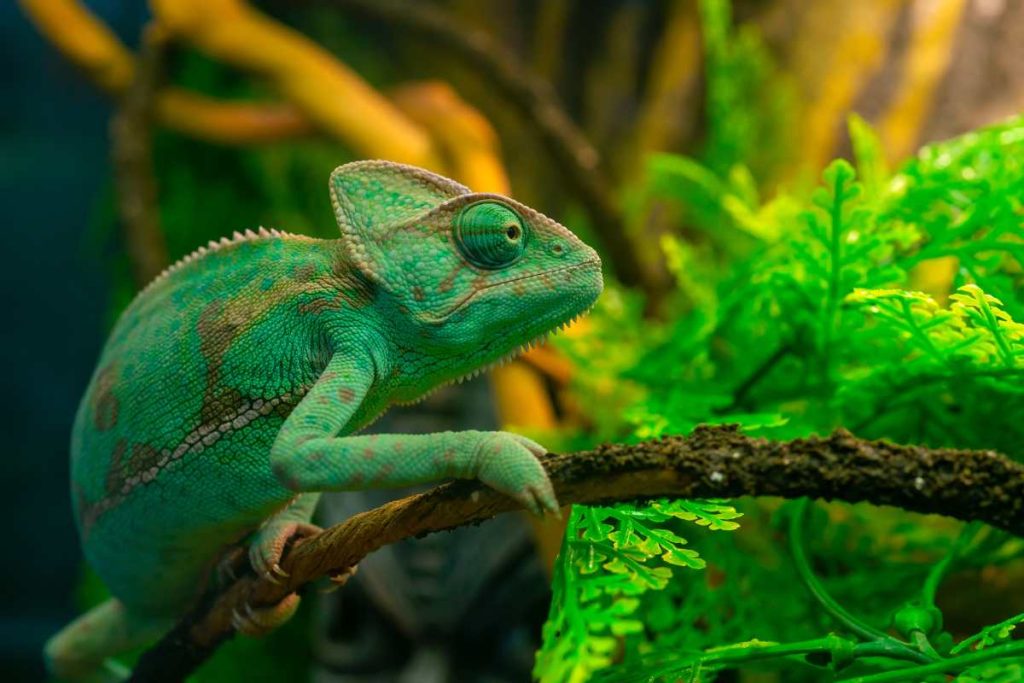 Mastering the Art of Chameleon Care: 6 Expert Tips – Urbaki Pets