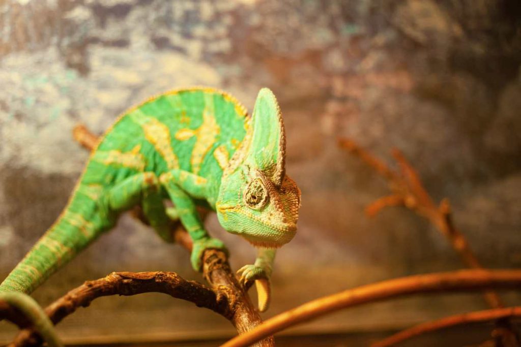 Mastering the Art of Chameleon Care: 6 Expert Tips – Urbaki Pets
