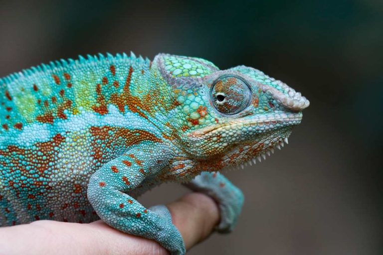 Mastering the Art of Chameleon Care: 6 Expert Tips – Urbaki Pets