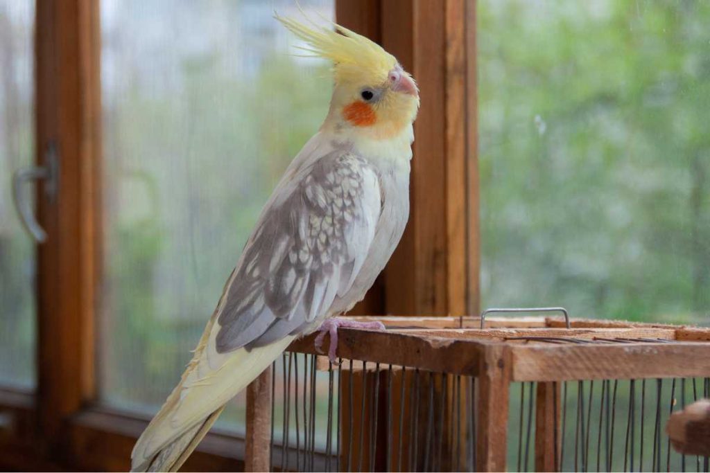 Meet the Top 8 Birds for Apartment Dwellers – Urbaki Pets