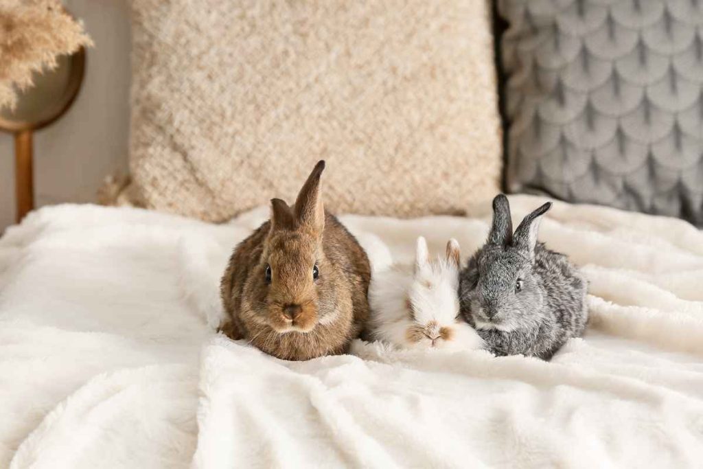 Bunny Basics: Must-Haves for Your New Pet – Urbaki Pets