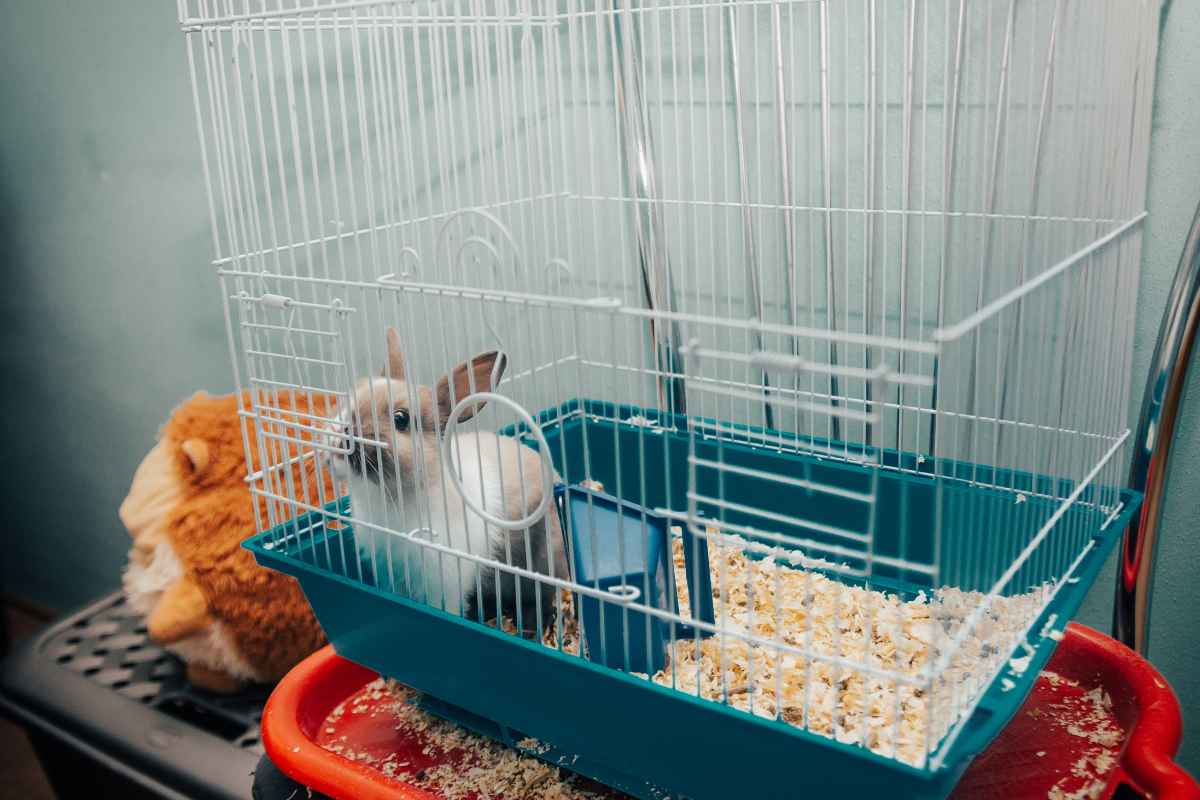 Bunny Basics: Must-Haves for Your New Pet – Urbaki Pets