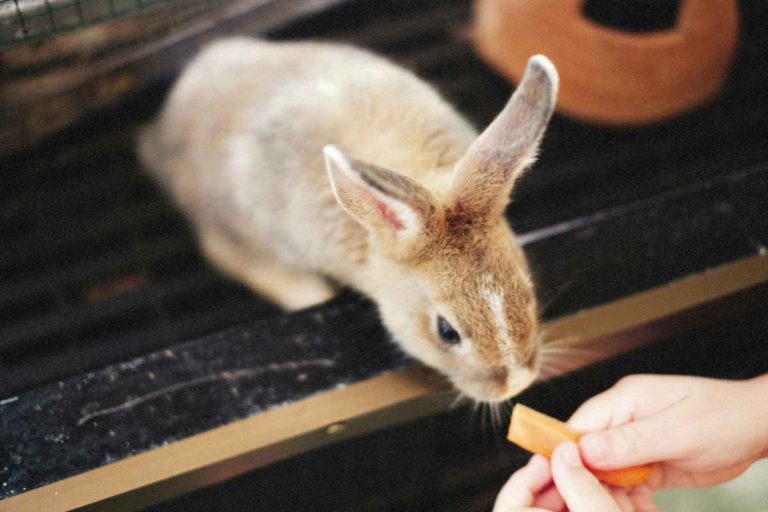Bunny Basics: Must-Haves for Your New Pet – Urbaki Pets