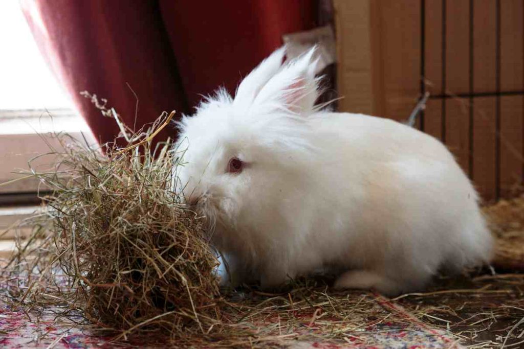 Rabbit Care 101: Your Daily Guide – Urbaki Pets