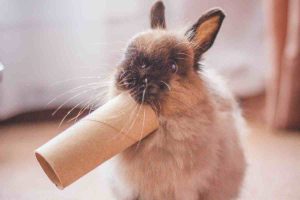 Rabbit Care 101: Your Daily Guide – Urbaki Pets