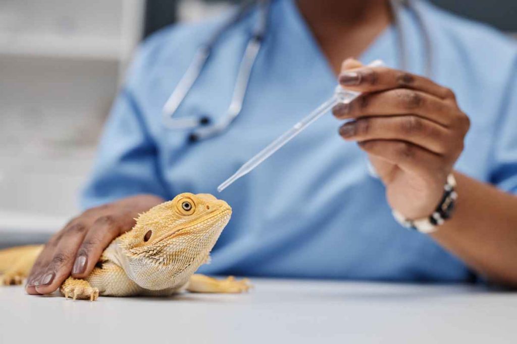 Tame Your Lizard: Helpful Tips For A Happy And Healthy Relationship ...