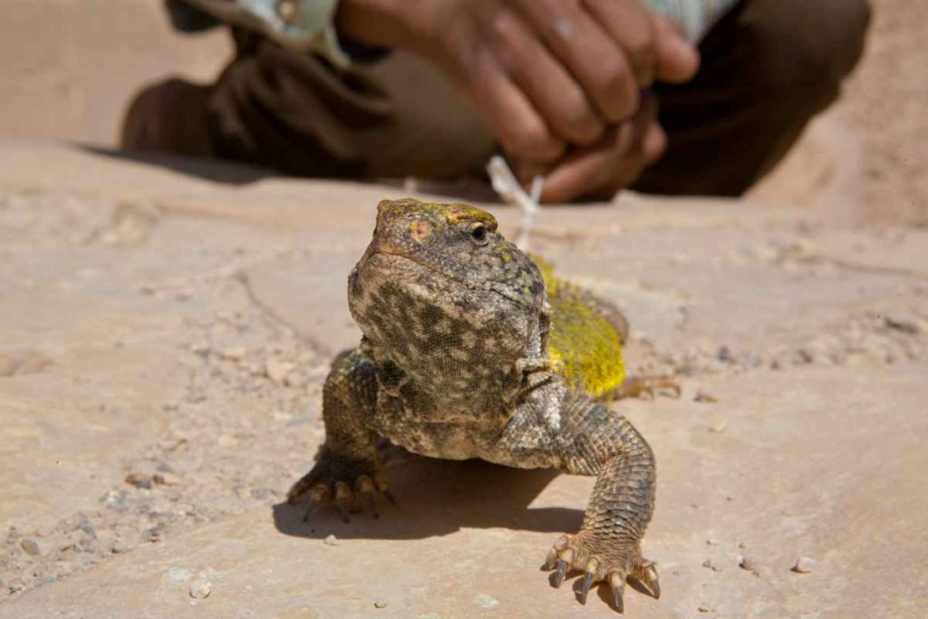 Tame Your Lizard: Helpful Tips For A Happy And Healthy Relationship ...