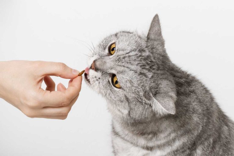 Teaching Your Cat to High-Five: A Paw-some Trick! – Urbaki Pets