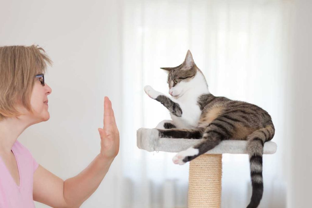 Teaching Your Cat to High-Five: A Paw-some Trick! – Urbaki Pets