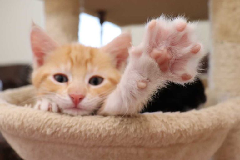 Teaching Your Cat to High-Five: A Paw-some Trick! – Urbaki Pets