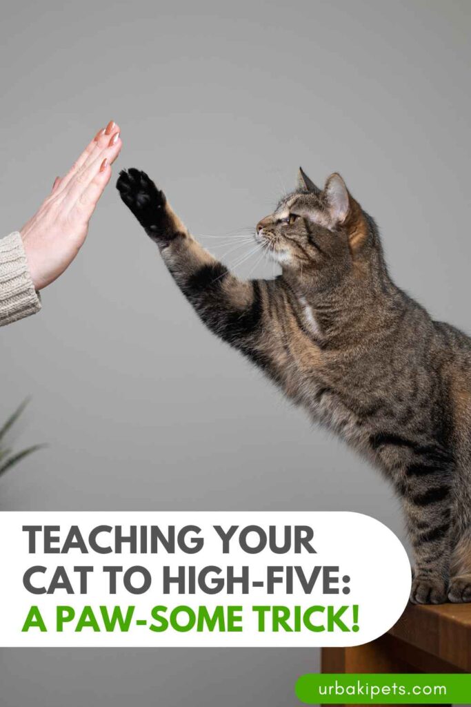 Teaching Your Cat to High-Five: A Paw-some Trick! – Urbaki Pets