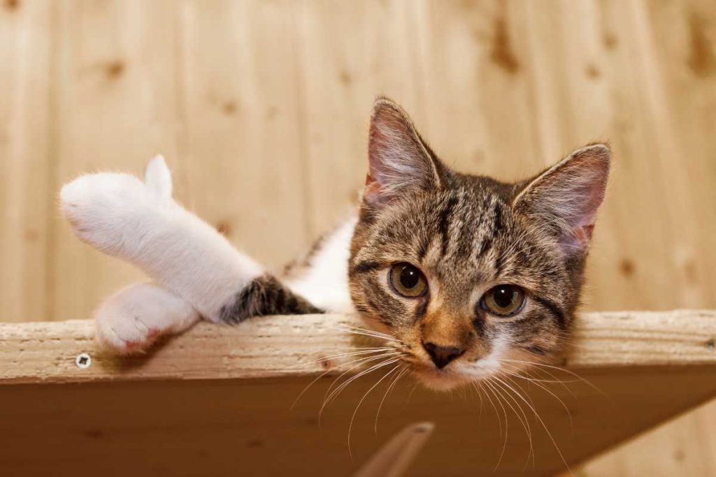 Teaching Your Cat to High-Five: A Paw-some Trick! – Urbaki Pets