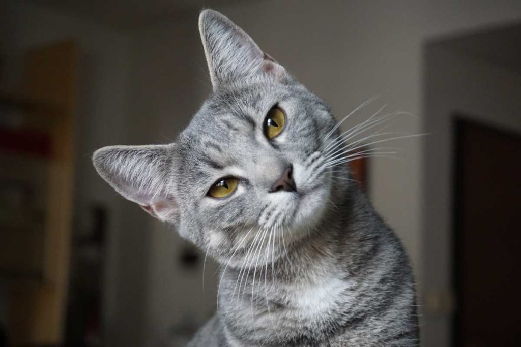 Teaching Your Cat to High-Five: A Paw-some Trick! – Urbaki Pets