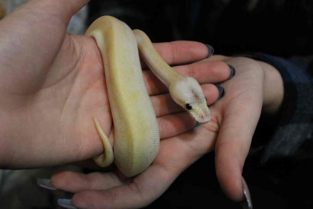 The Reptilian Revolution: Meet 25 of the Most Popular Pet Reptiles ...