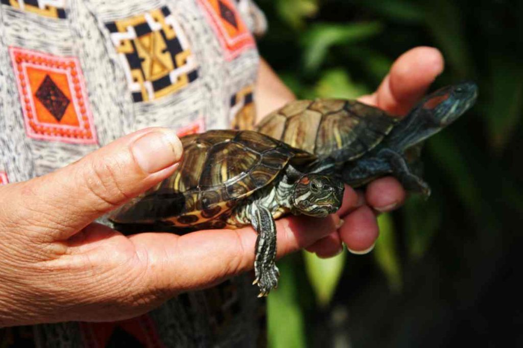 The Reptilian Revolution: Meet 25 of the Most Popular Pet Reptiles ...