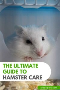 The Ultimate Guide to Hamster Care: Happy and Healthy Pets – Urbaki Pets