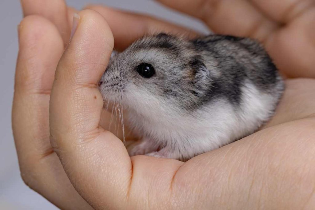 Tiny but Mighty: Tips for Holding Dwarf Hamsters – Urbaki Pets